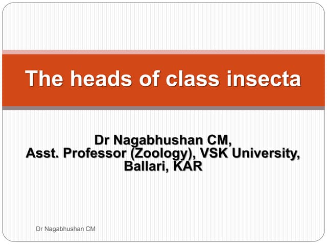 Type of Insect head | PPTX