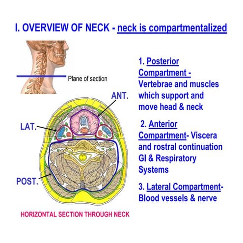 Head and neck | PDF