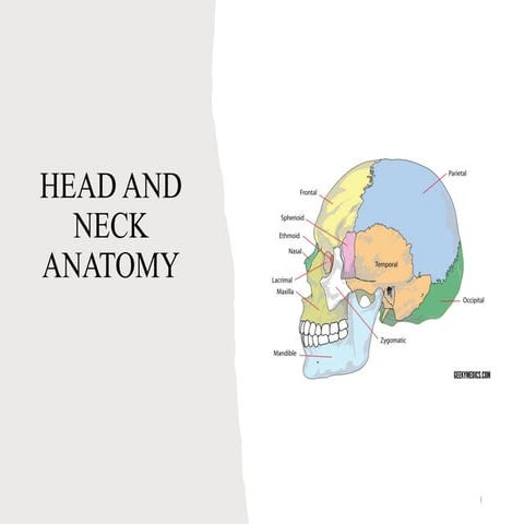 head and neck anatomy 1-3.pdf
