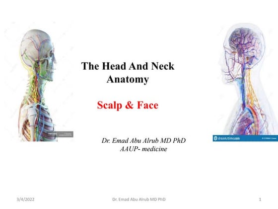 blood supply nerve supply of face | PPT