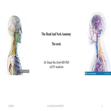 Head and neck anatomy 4 the neck | PPTX