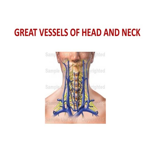 Vessels of Neck.pptx