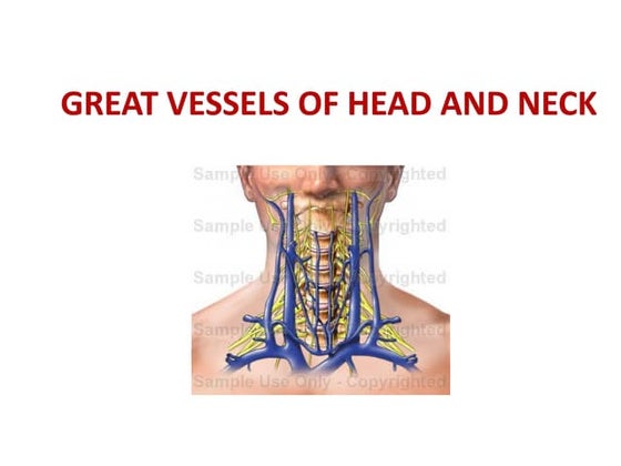 Vessels of the head and neck | PPT