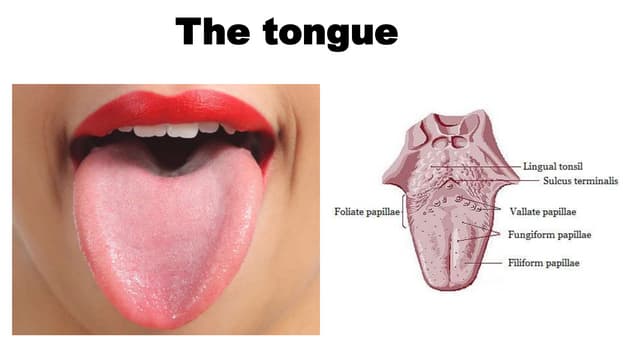 Tongue | PPTX
