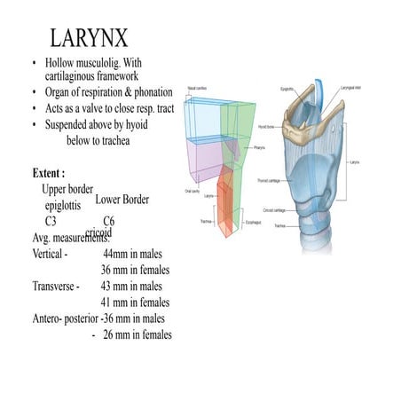 Head & neck-larynx.pdf