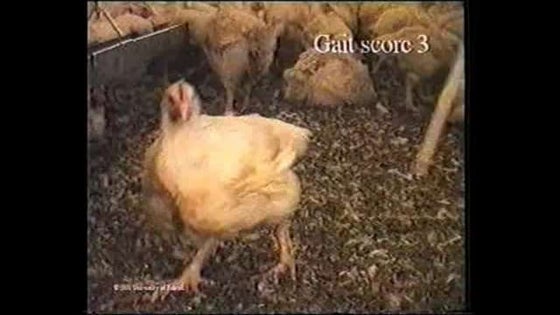 Common bacterial diseases in broilers | PPTX | Foot Health | Diseases ...