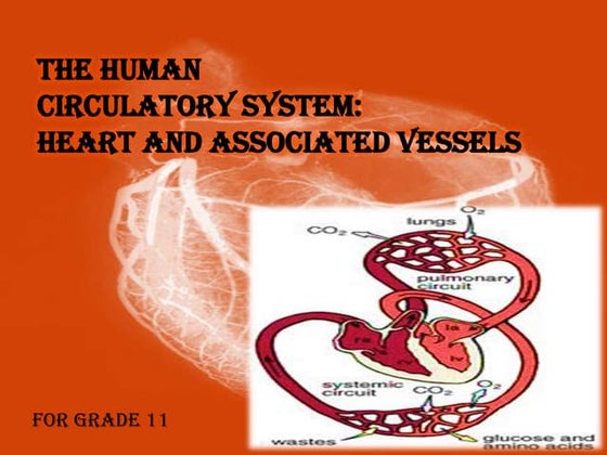 The Human Circulatory System | PPTX