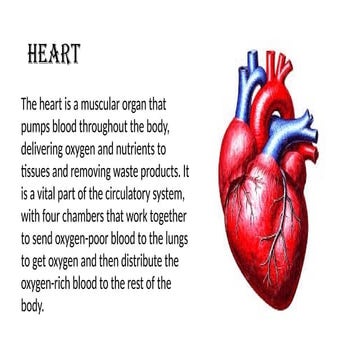 HEART and it's functions and working in detail | PPTX