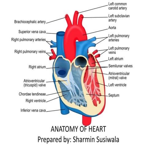 Anatomy of the Heart