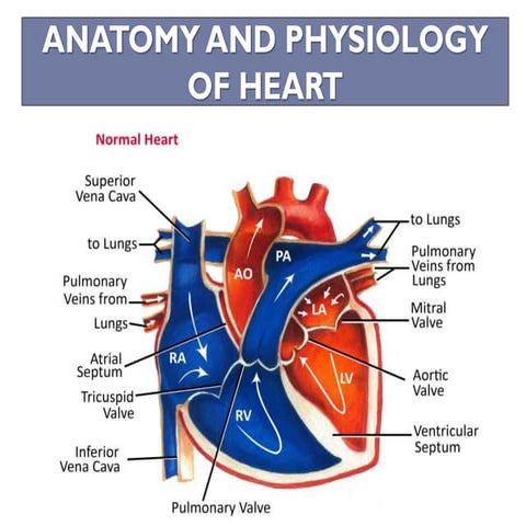 Heart Anatomy And Physiology Pdf