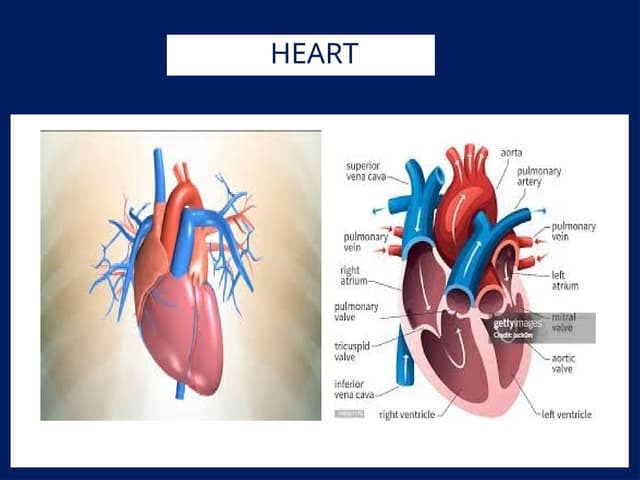 Practical 1 pig heart dissection | PPTX