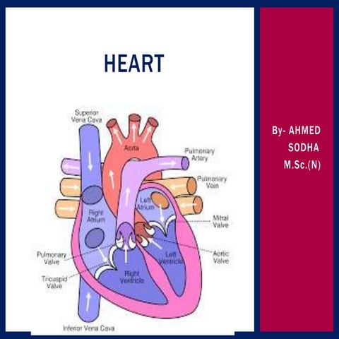 Heart anatomy & physiology slide share, circulatory system pdf | PDF
