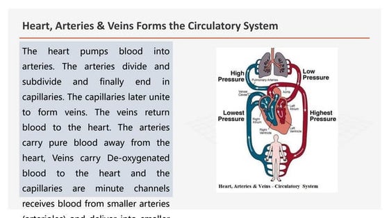 Blood vessels: Arteries, Veins and Capillaries | PPTX
