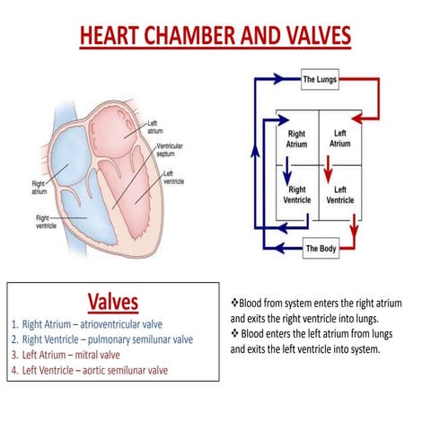 Heart chamber and valve diagram | PPTX