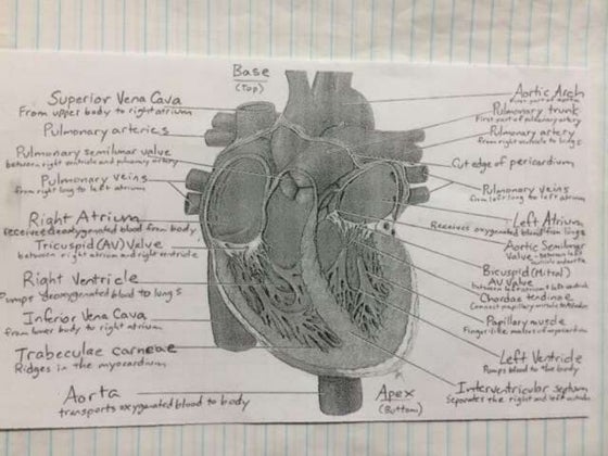 Heart physiology diagrams | PPT