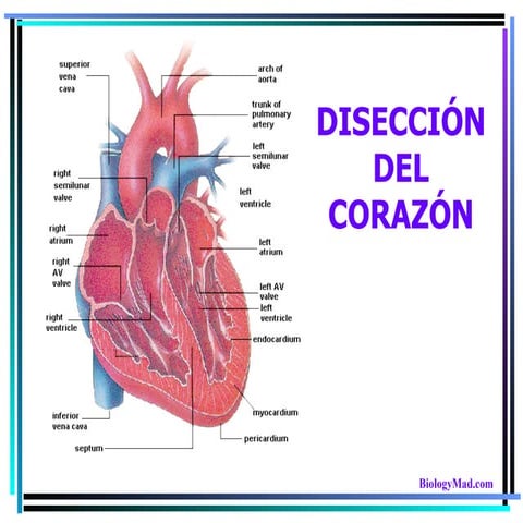 Disección Corazón | PDF