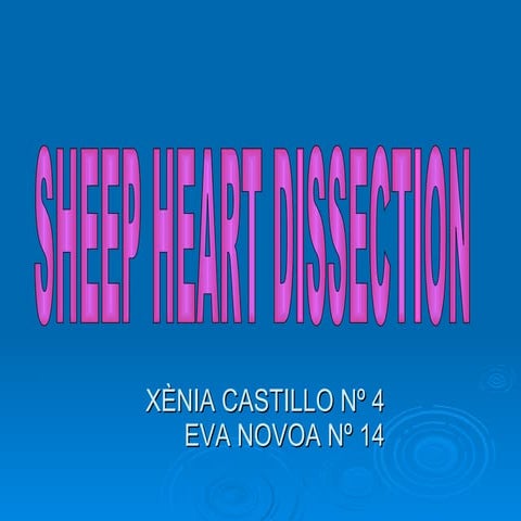 Mammal Heart Dissection | PPTX