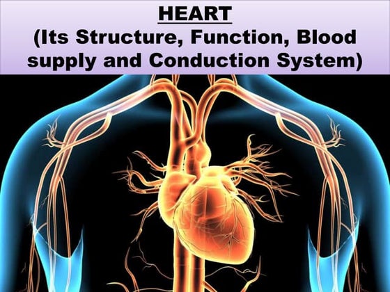 The structure and Function of the Heart | PPTX