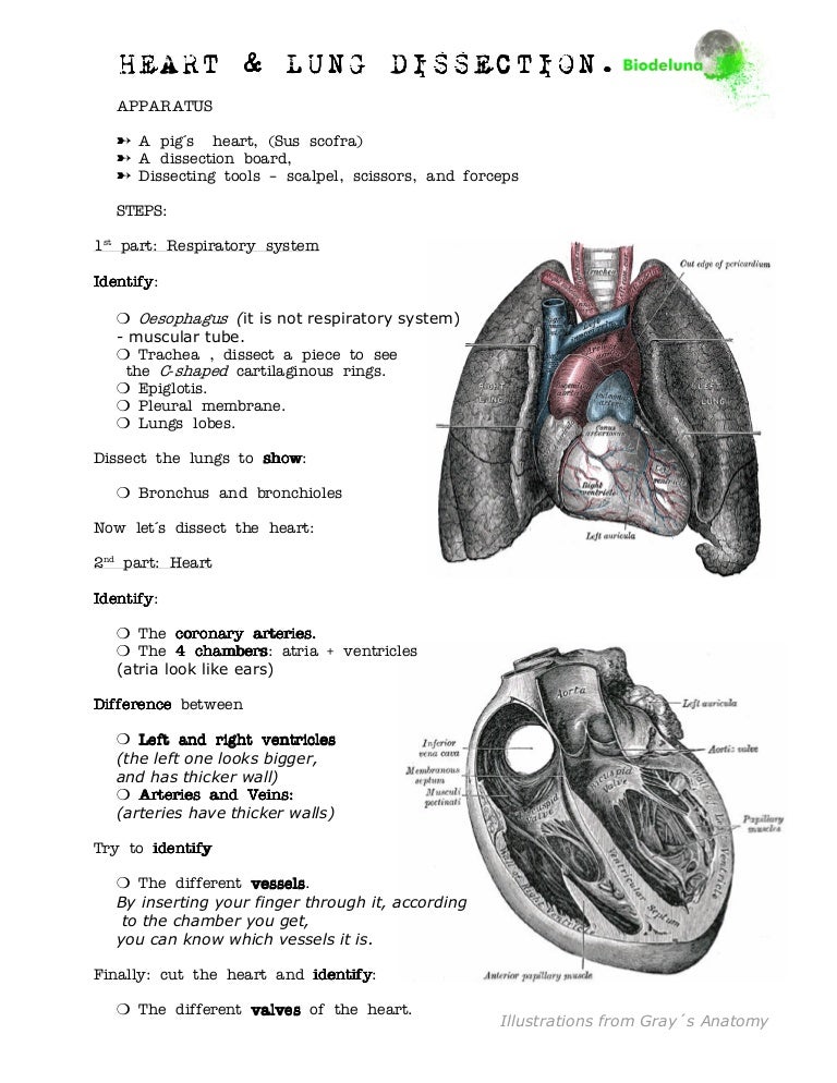 Heart Lung Dissection Lab Practice heart-lung-dissection-lab-practice
