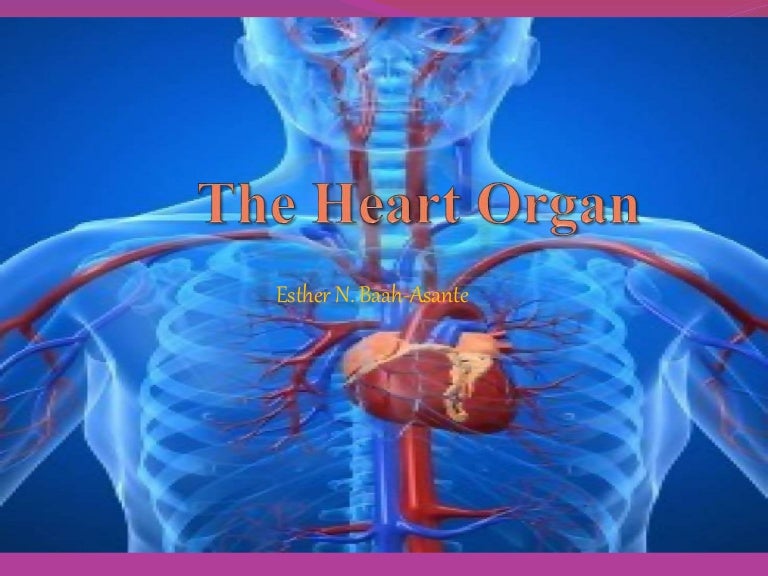 Heart organ