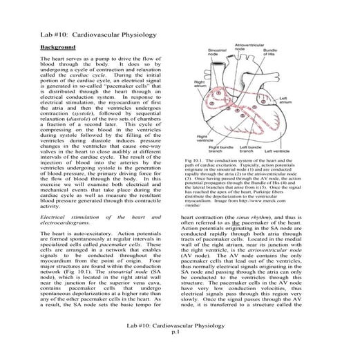 Heart physiology, blood physiology | PDF