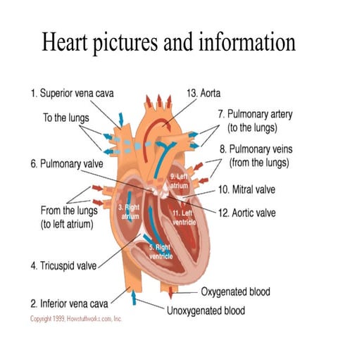 Heart pictures and_information1[1] | PPT