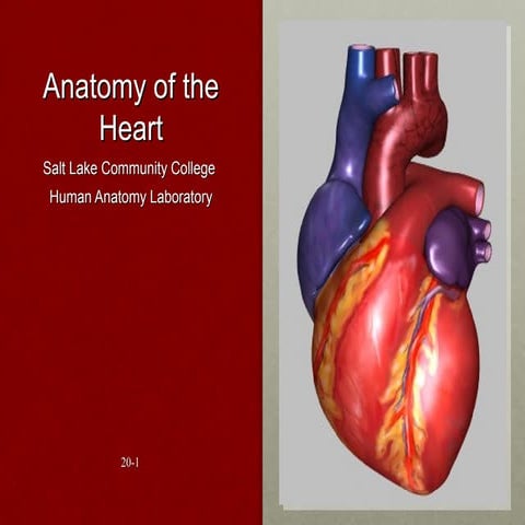 Heart Anatomy and Blood Histology | PPT