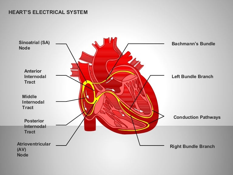 Electrical Conduction Pathway Of The Heart Diagram The Elect