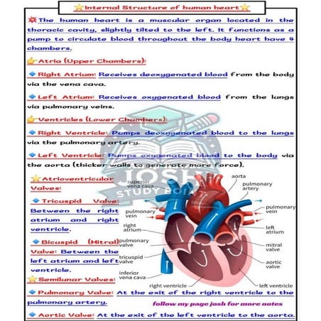 Heart internal organs short Note.pdf Jitendra bhargav SlideShare com | PDF