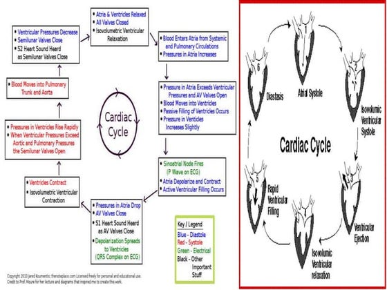 Cardiac cycle | PPT