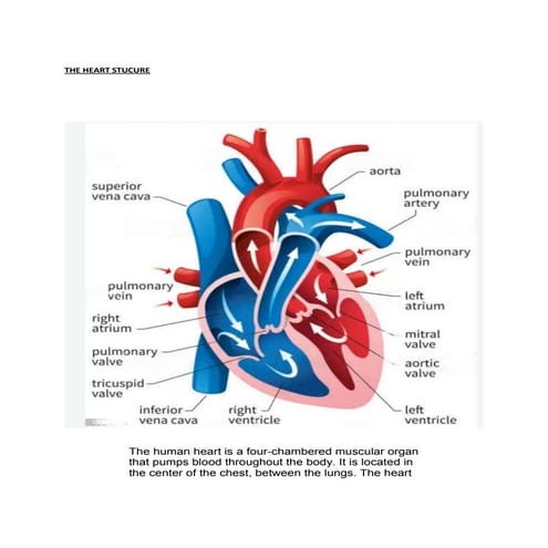 heart structure.docx