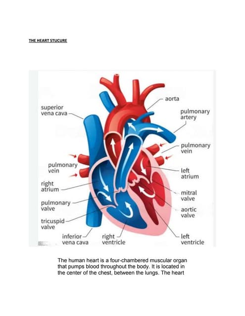 Structure and function of heart by Shashank Bandre Class 10 CBSE | PPT