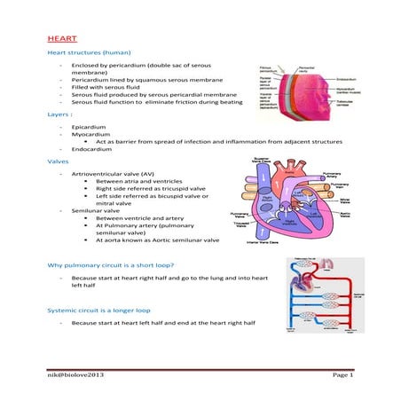 Heart structures | PDF