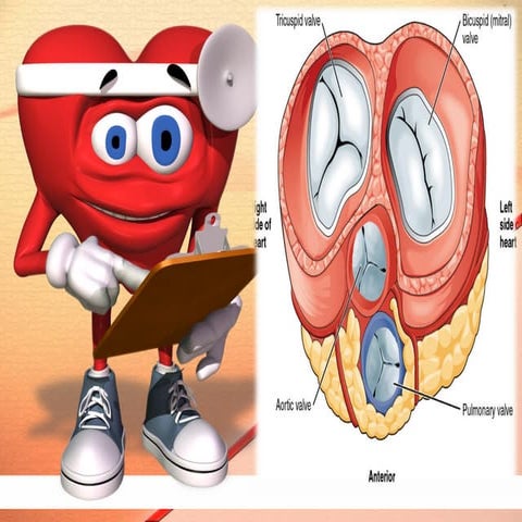 heart valves.pdf
