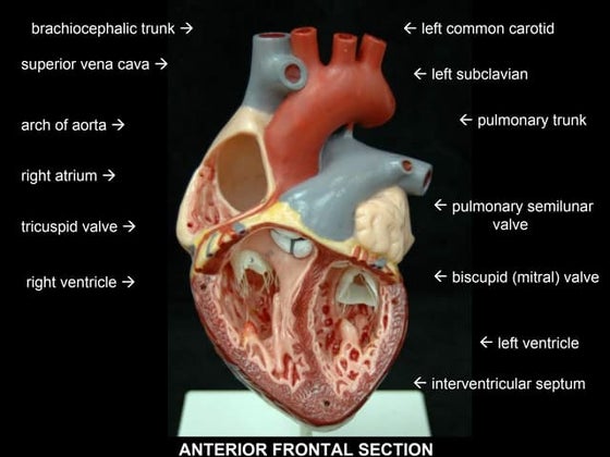Cardiovascular ospe practical images | PPT