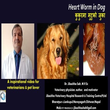 Heart worm disease in dog | PDF
