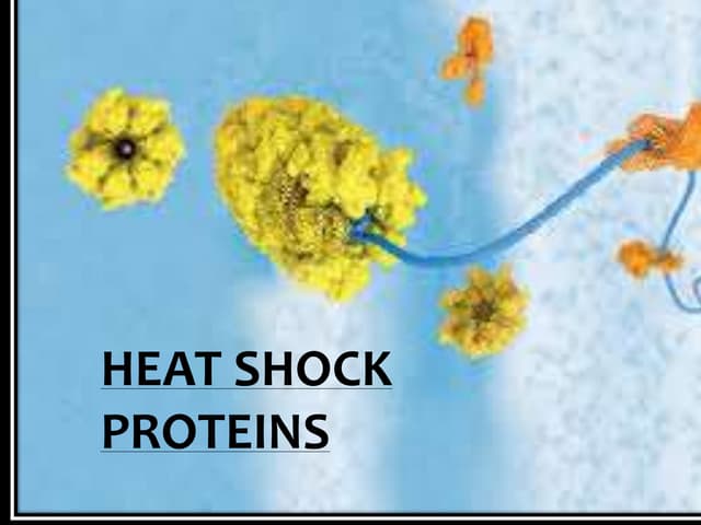 Heat shock proteins presentation | PPTX