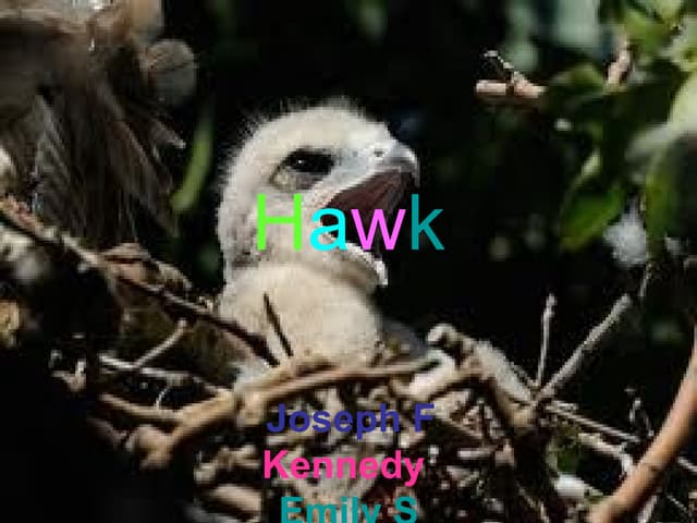 The life Cycle of a Bird | PPTX