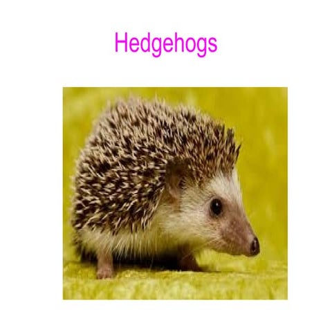 Hedgehog power point | PPT