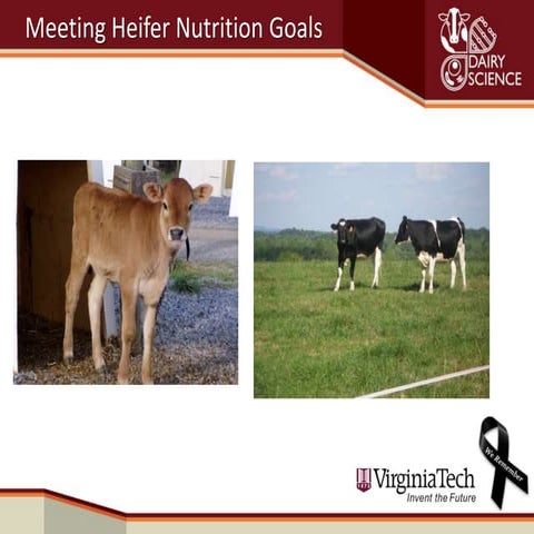 Meeting Heifer Nutrition Goals | PPTX