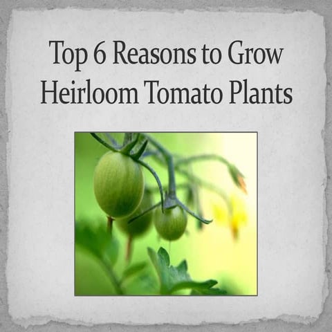 Top 6 Reasons to Grow Heirloom Tomato Plants | PPTX