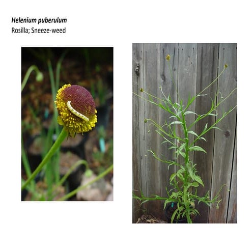 Helenium puberulum web show
