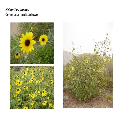 Helianthus annuus web show | PDF