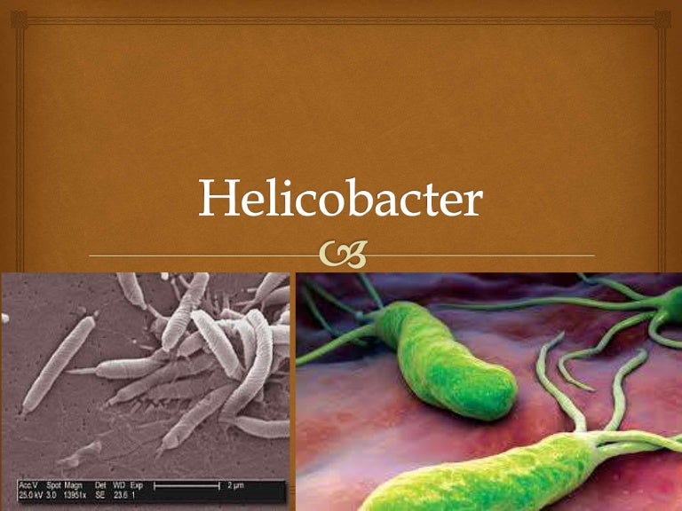 Helicobacter