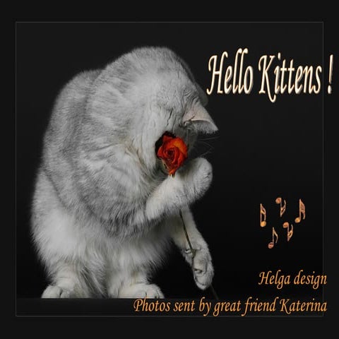 Hello Kittens | PPS