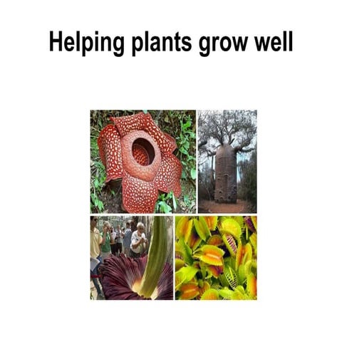 Helping plants grow well | PPT