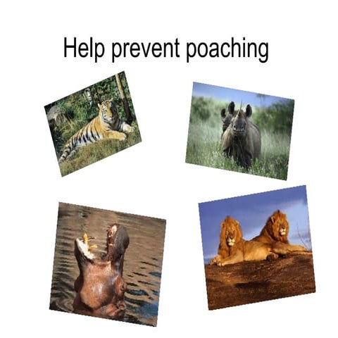 Help prevent poaching by Zack | PPT