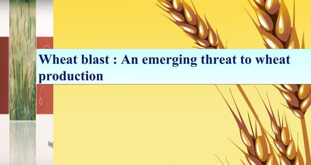 Blast of rice | PPT