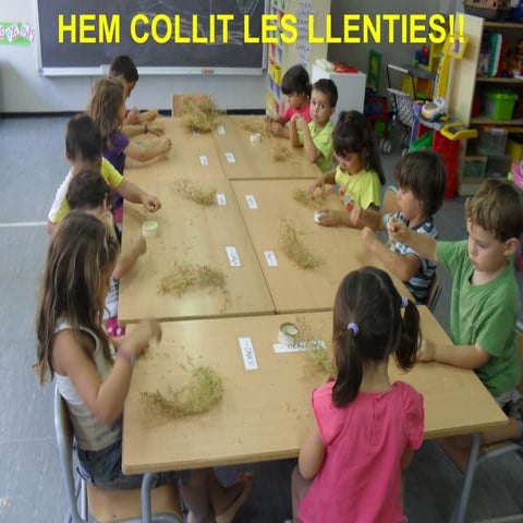 Collim, tastem i dibuixem maduixes!! | PPT