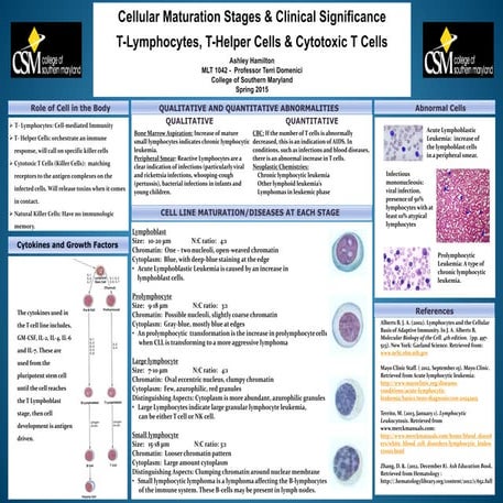 T-Lymphocyte Scientific Poster | PPTX